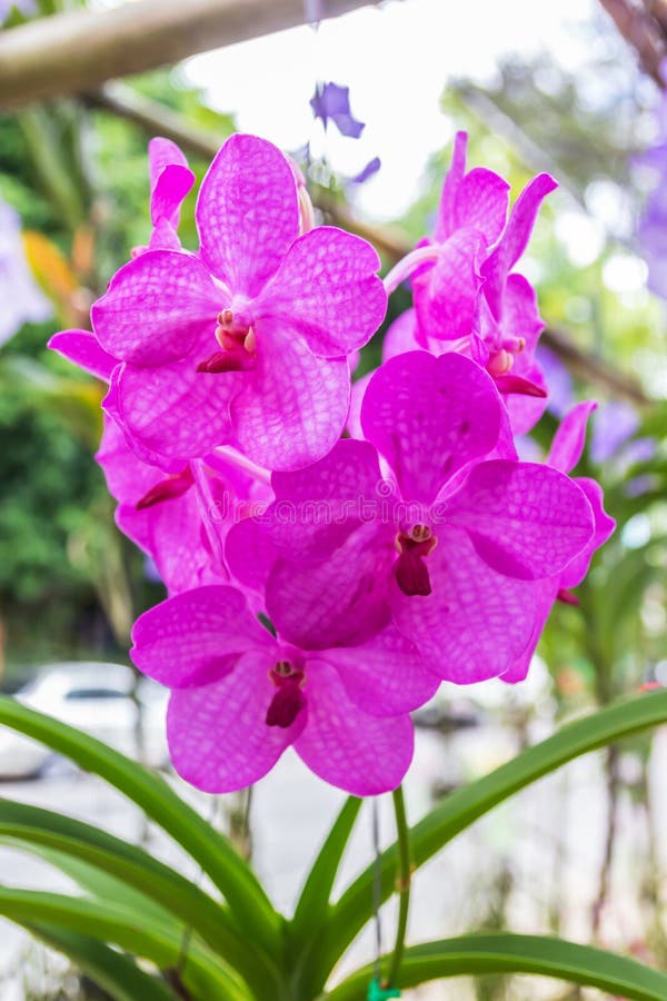 Pink vanda orchids stock photo. Image of pink, shot, vanda - 43474984