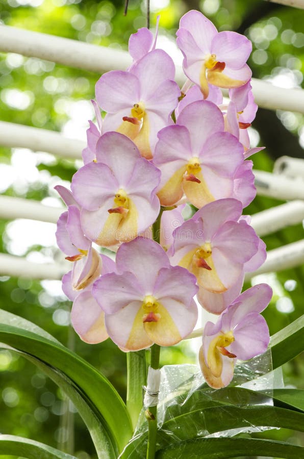Pink Vanda stock photo. Image of colorful, elegant, botany - 35417690