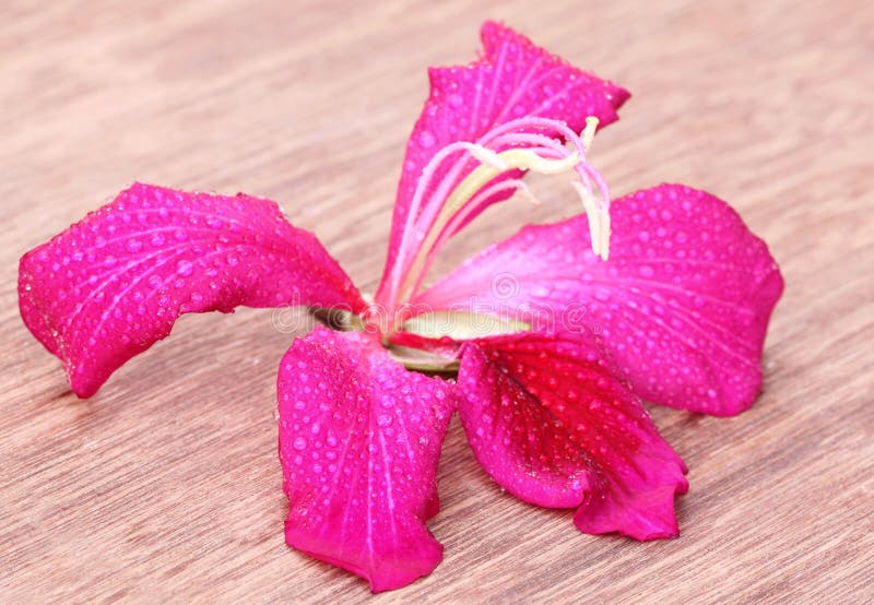 Pink Variegata or Kanchon Flower Stock Photo - Image of botany, ryukyu ...