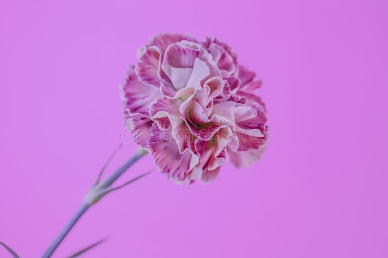 A Pink Variegated Carnation Stock Image - Image of beautiful, nature ...