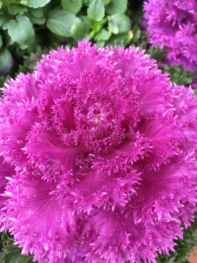 Pink vegetable stock photo. Image of green, vegetable - 186549620