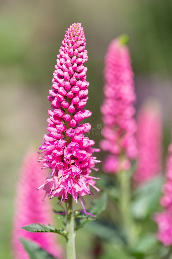 Pink Veronica First Love Flowers at Shallow Depth Background Stock ...