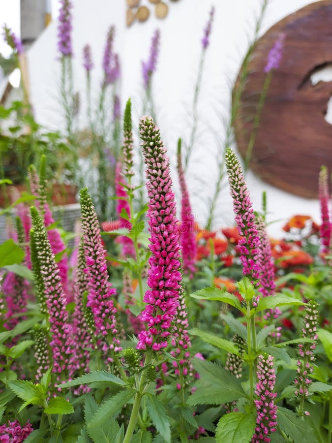 Pink Veronica Spike Speedwell Flowers Just Opening Stock Image - Image ...