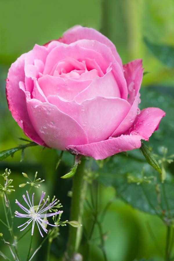 Pink and Very Fragrant Rose Stock Photo - Image of attractive, aroma ...