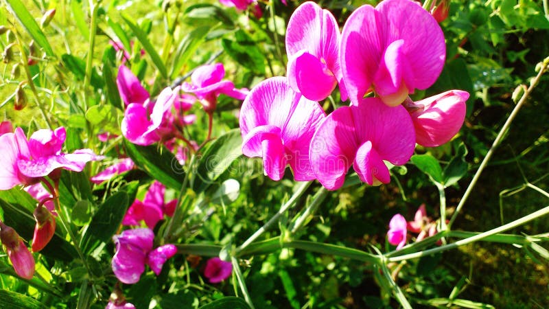 Spring vetches stock photo. Image of colour, dark, idyllic - 11360536