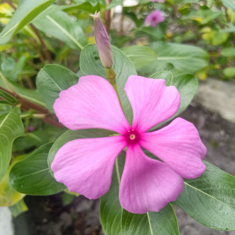A pink vinca stock image. Image of purple, herb, produce - 241254807