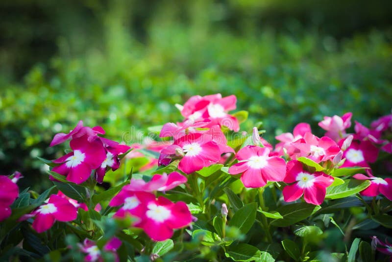 Pink Vinca Rosea Flower or Lochnera Rosea Flower, Catharanthus Roseus ...