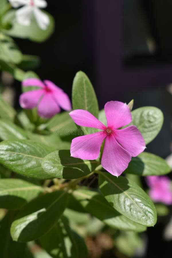 Pink vinca flower stock image. Image of lilac, nature - 196346803