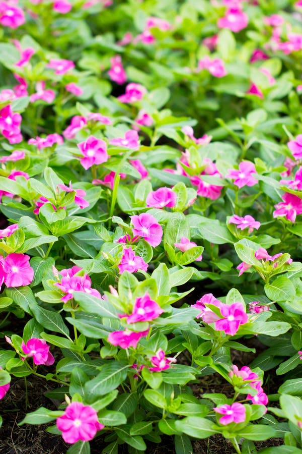 Pink Vinca Flower. stock image. Image of floral, decorative - 34546817