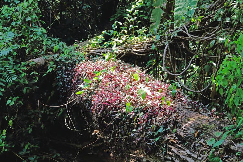 Pink vine on the log stock photo. Image of timber, wood - 154460854