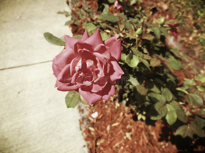 Pink vintage rose stock image. Image of floribunda, nature - 92805495