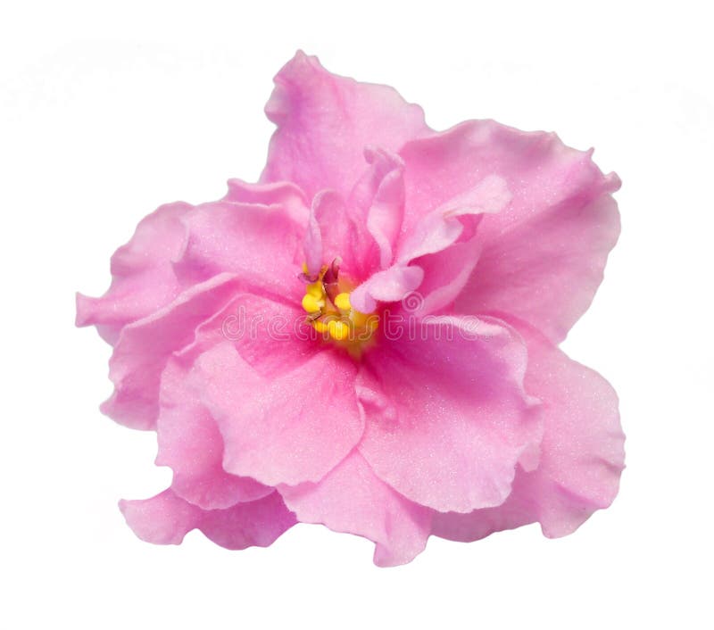 Pink Viola Dry Delicate Flower and Petals Isolated Stock Photo - Image ...