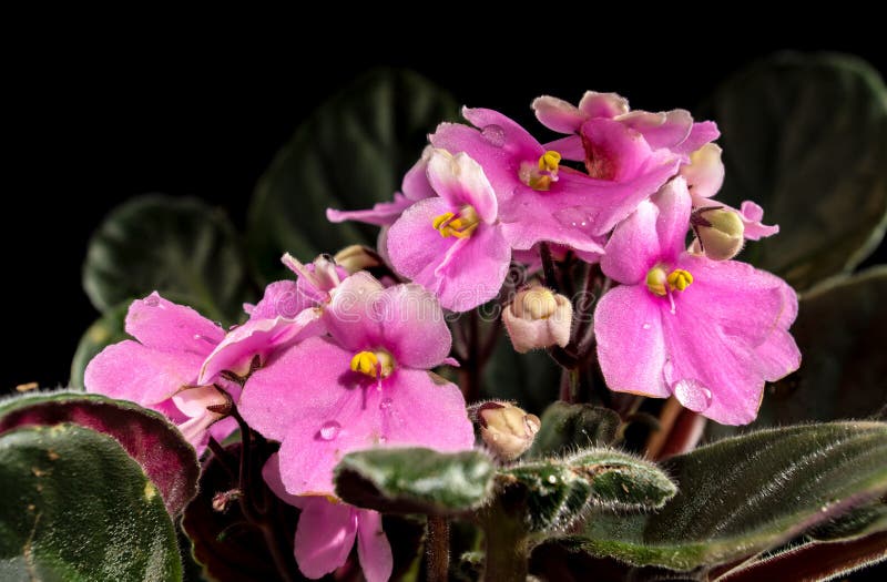 Pink Viola Flowers on a Black Background Stock Image - Image of design ...