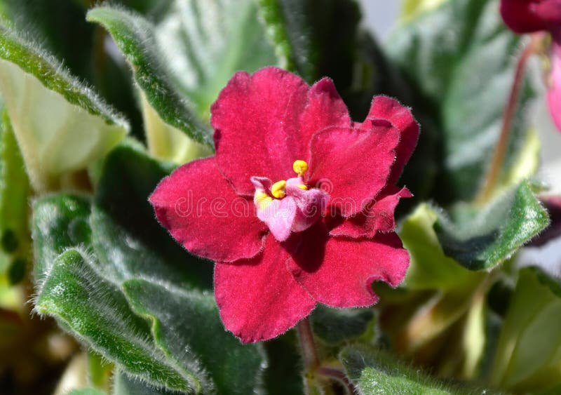 Pink Viola or Violet Flower with Leaves Stock Photo - Image of flora ...