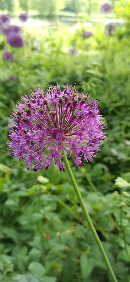 Pink violet allium flower stock image. Image of ball - 220353857