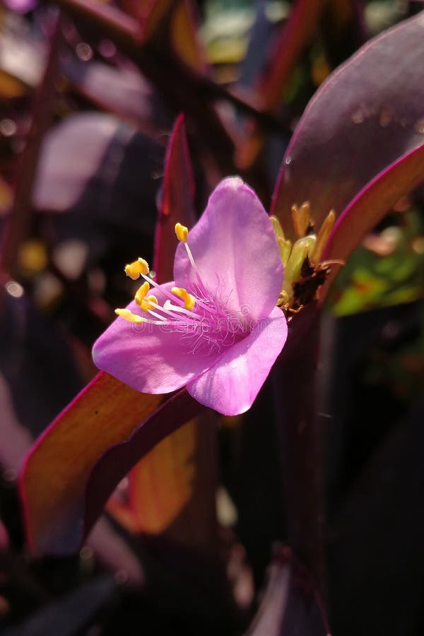 Pink Violet Flower stock image. Image of pistil, violet - 106705961