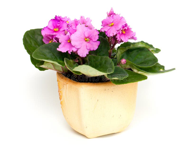 Pink violet flower in pot stock photo. Image of flora - 32794702