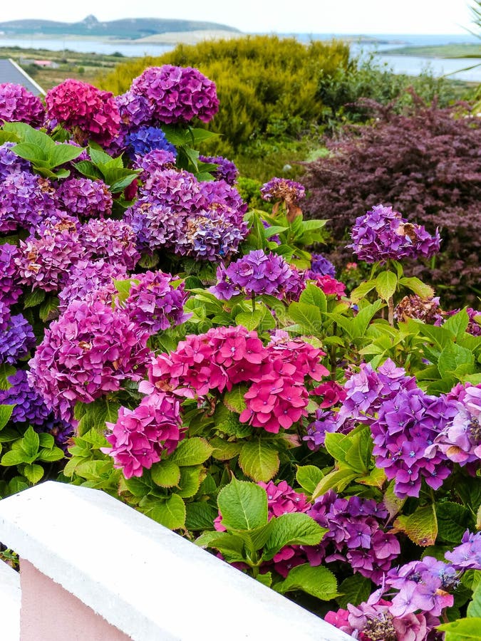 Pink and Violet Hydrangea Blooming in Ireland Stock Photo - Image of ...