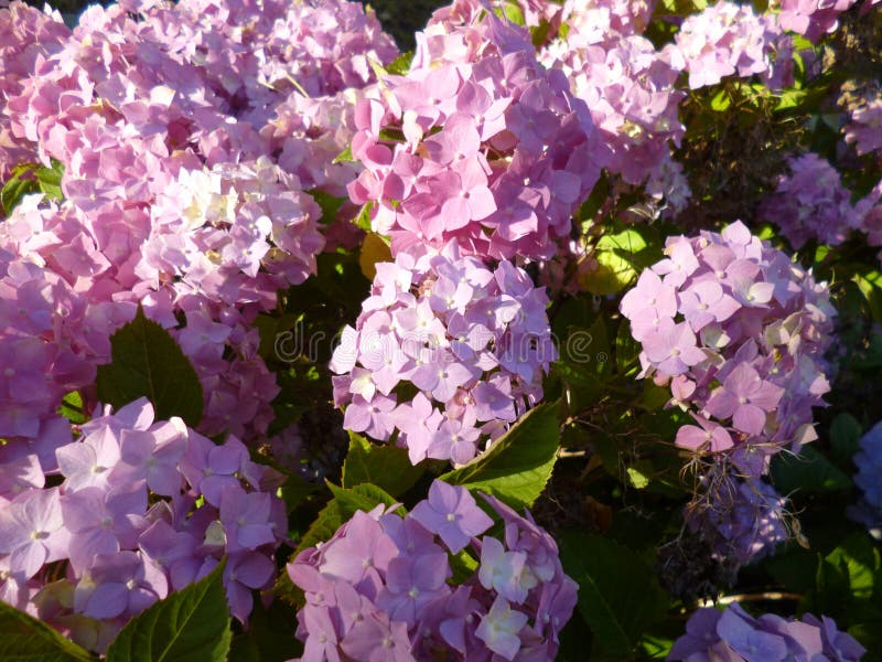 Hydrangea Flowers in a Garden Stock Image - Image of natural, plant ...