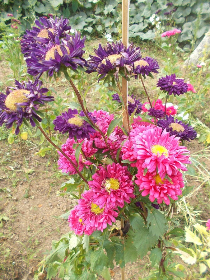 Pink and Violet Mums Aster Flowers Closeups. Crysanthemums Stock Photo ...