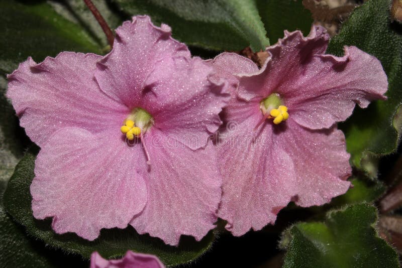 Pink violet stock photo. Image of blossom, bunch, background - 82952934