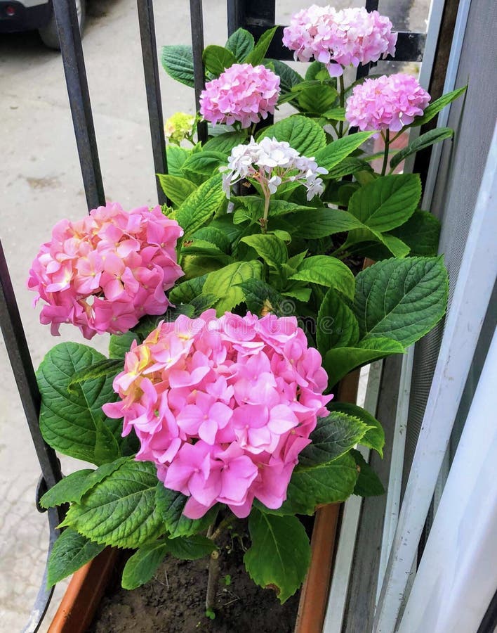 Pink, Violet and White Hydrangea Flowers Balcony View Stock Image ...