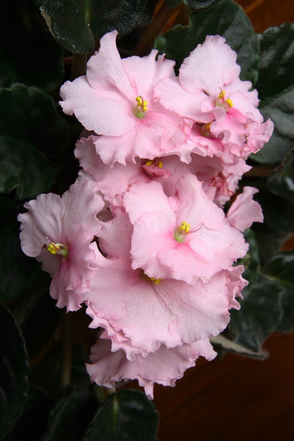 Pink violets stock photo. Image of arrangement, leaf, close - 1623672