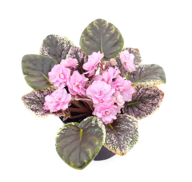 Pink violets in a pot stock photo. Image of nature, color - 215724336