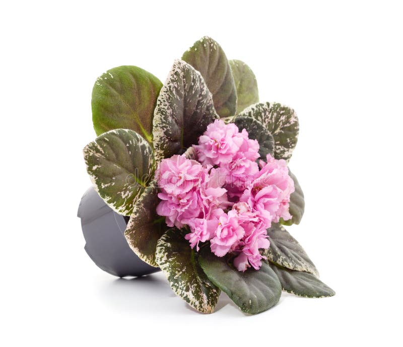 Pink violets in a pot stock image. Image of petal, blue - 279359393