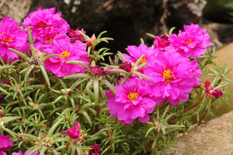 Pink vygies stock photo. Image of flora, wild, plantflower - 97441474