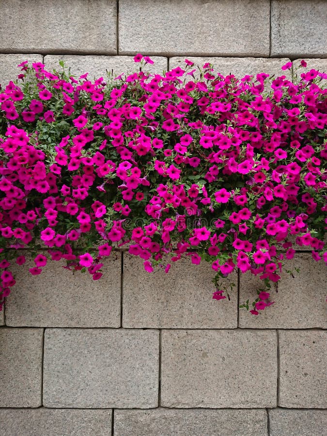 Pink wall stock photo. Image of wall, asia, flower, park - 138065648
