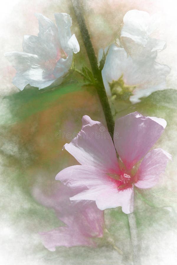 Pink Wall Flower Abstract Painterly Effect Stock Image - Image of ...