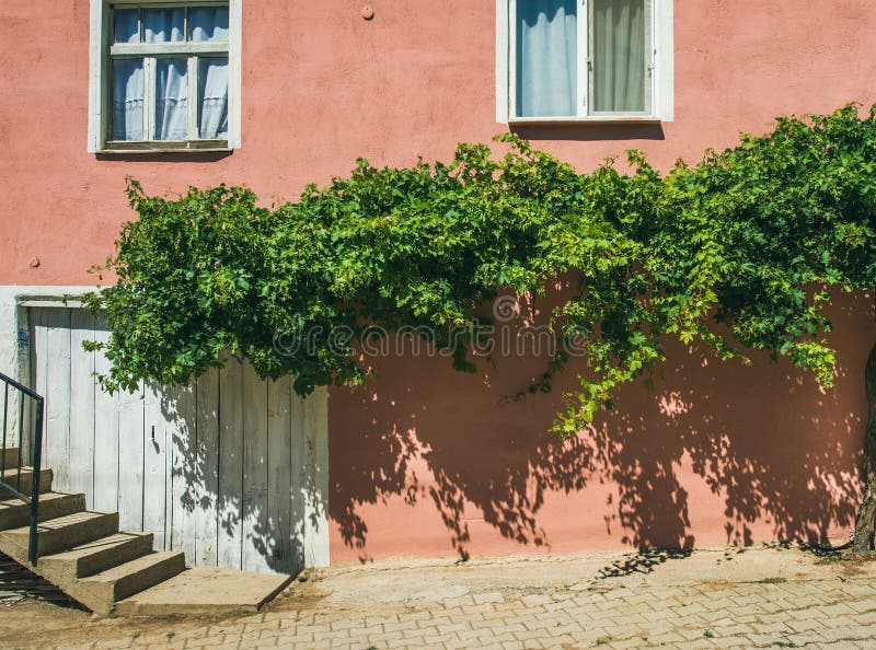 Pink Wall with Grape Tree on House in Village, Turkey Stock Image ...