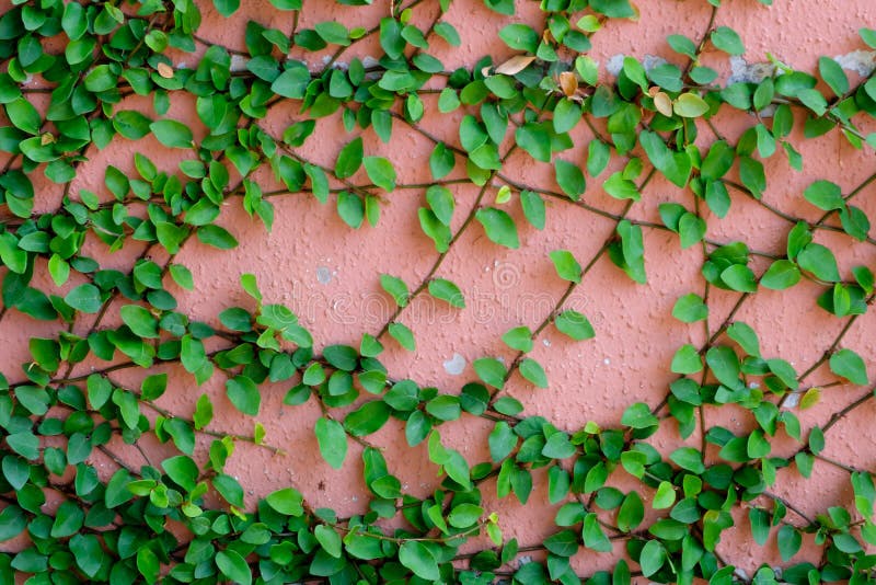 Pink wall with ivy plant stock image. Image of greenery - 83785531