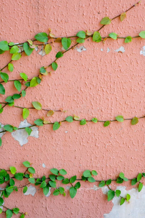 Pink wall with ivy plant stock image. Image of climb - 83785551