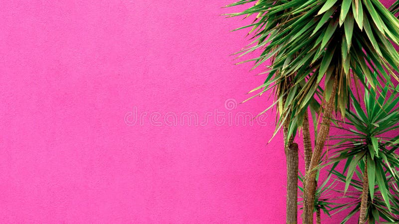 Pink Wall and a Yucca Plant with Copy Space Stock Photo - Image of ...