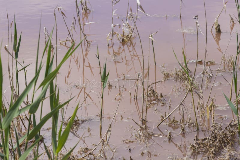 Pink Water in Lake. Reeds on Shore Stock Photo - Image of reeds, water ...