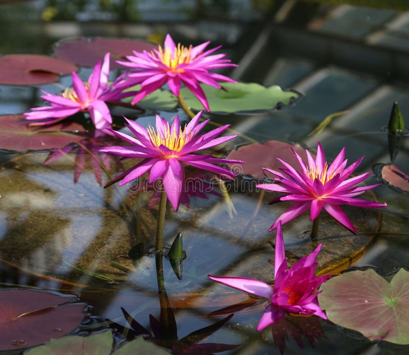 Pink Water Lilies Bloom in a Container in a Pond Stock Photo - Image of ...