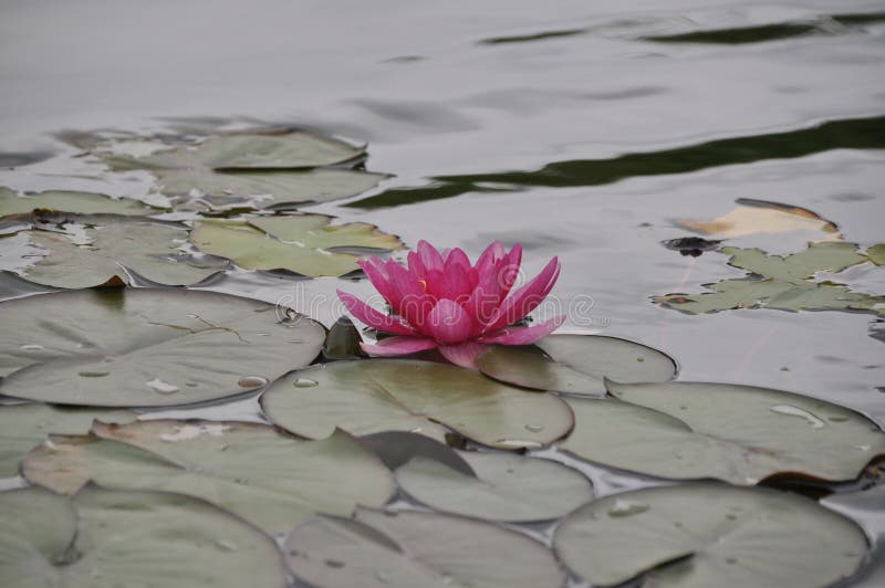 Pink Water Lilies Float in the Calm Pond in the City Park Stock Photo ...