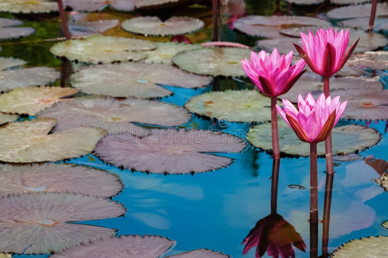 Pink Water Lilies Group in Bloom Tobago Natural Pond Stock Photo ...