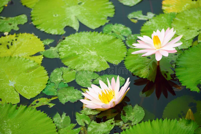 Pink Water Lilies and Leaves in a Pond Stock Photo - Image of open ...