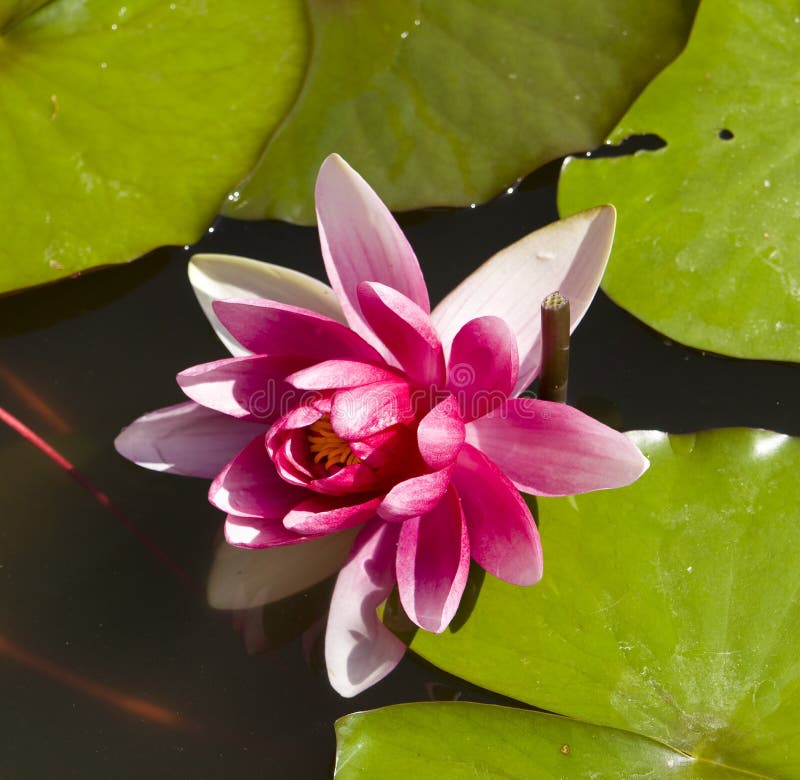 Pink water lilies stock photo. Image of flora, plant - 35589948