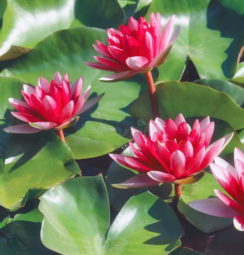 Red Water Lilies in the Pond Stock Image - Image of lilies, color ...