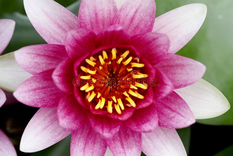 A Pink water lilly stock photo. Image of blooming, nature - 22338782