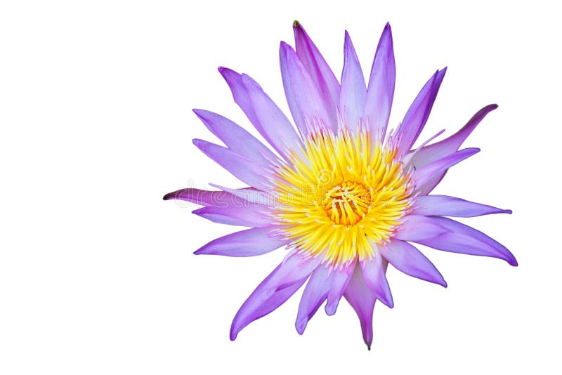 Water Lilly Stock Photos - Download 13,700 Royalty Free Photos