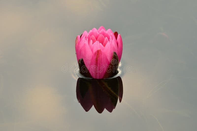 Water lilly stock photo. Image of season, blossom, lilly - 100508482