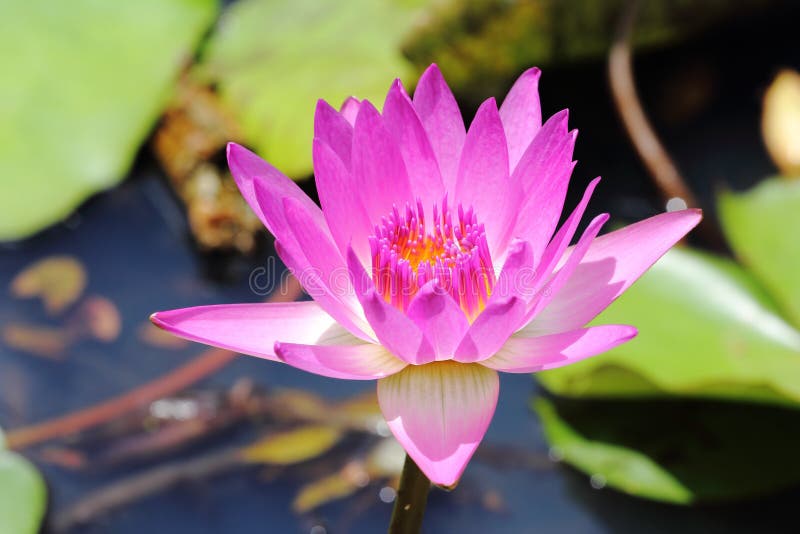 Pink water lilly stock photo. Image of blue, lilly, harmony - 25401256