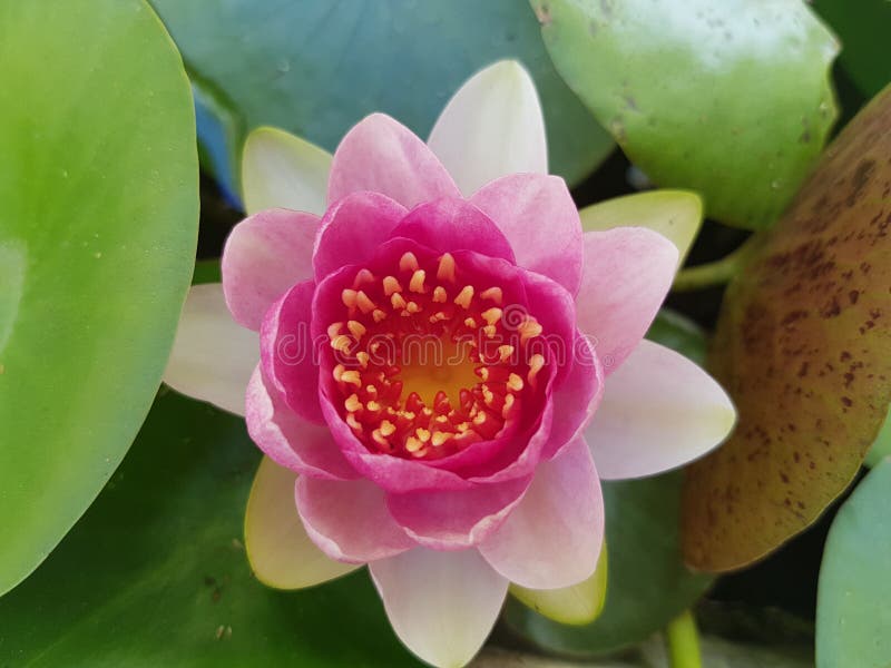 Pink water lilly editorial photography. Image of water - 111992392