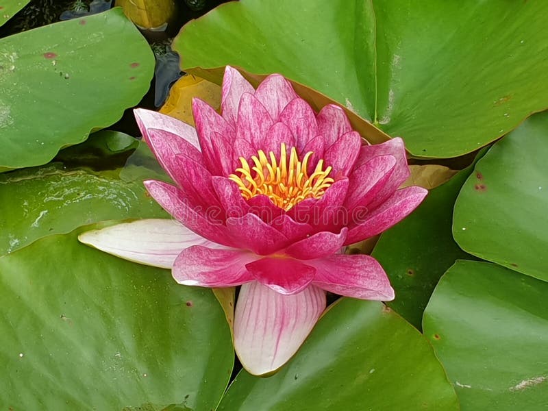 Pink water lilly in bloom stock photo. Image of lilly - 193063676