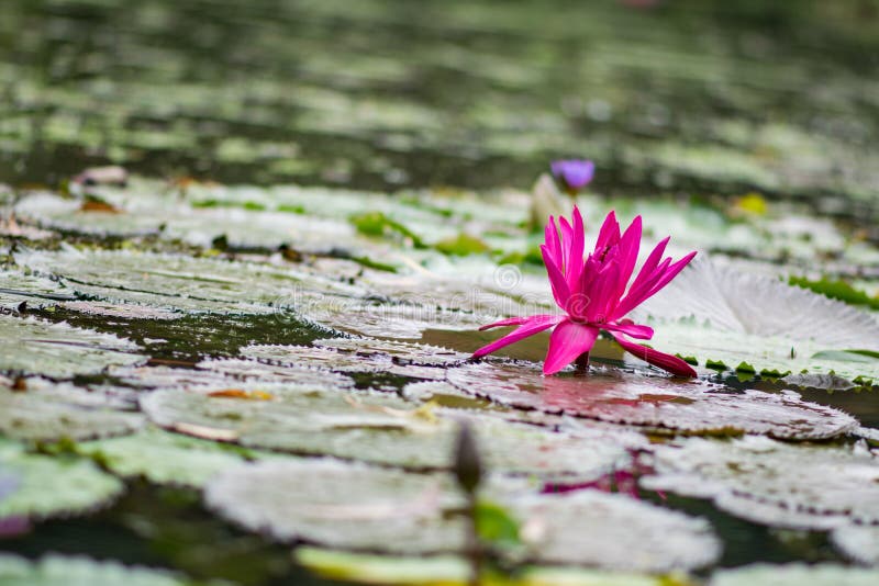 Pink Water Lilly Long Shot. Single Pink Water Lilly Stock Photo - Image ...